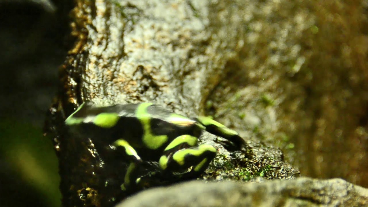 Leaping_Frog_2_1 - YouTube