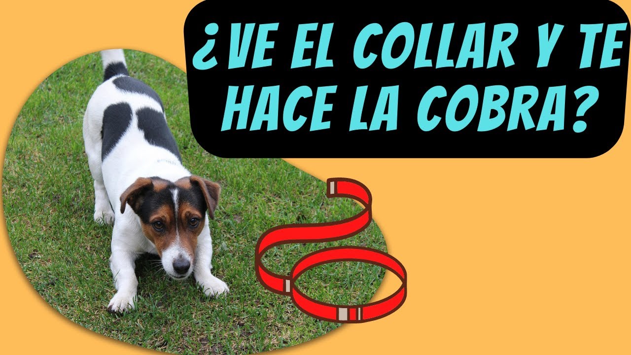 Como Hacer Que Un Perro Huya