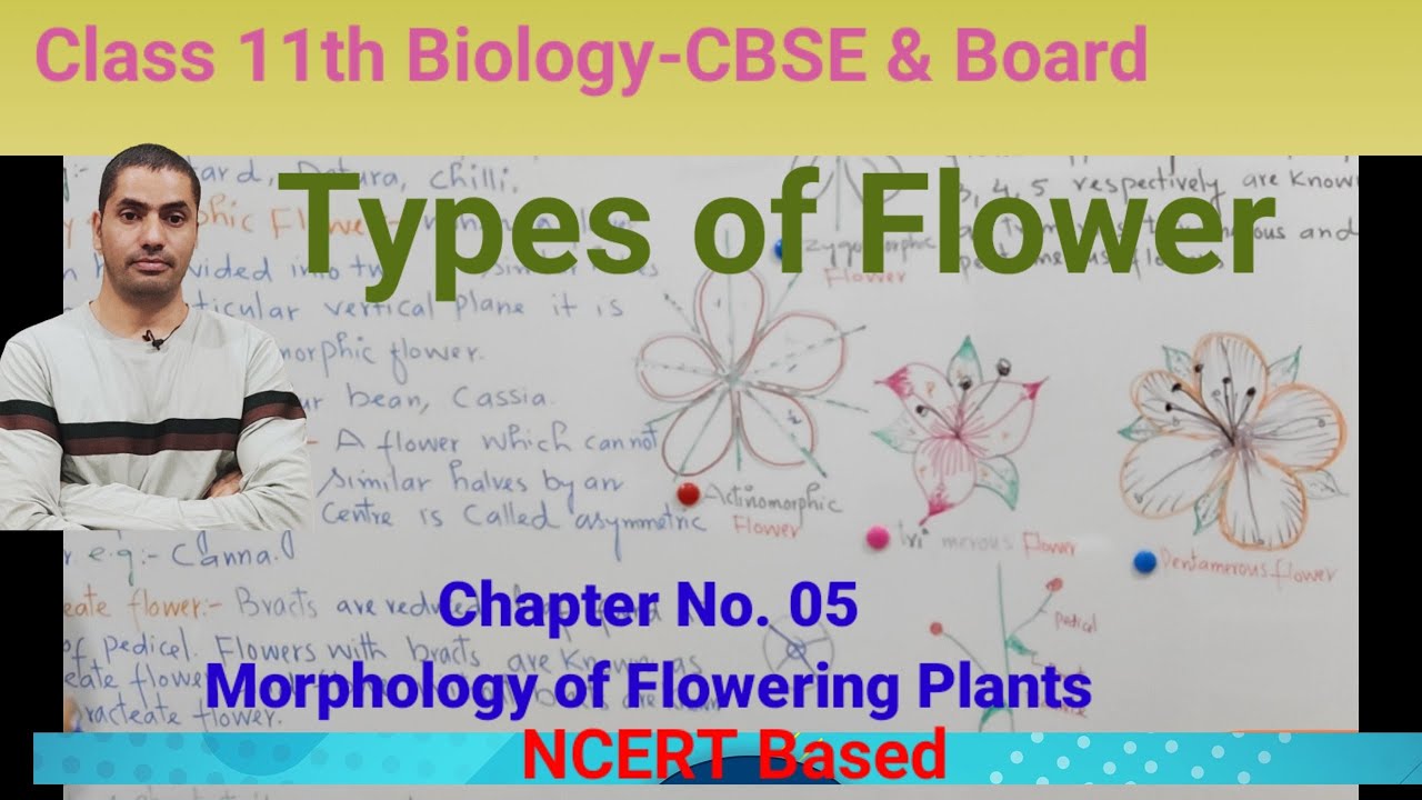 Types of Flowers Class 11th Biology||NCERT - YouTube