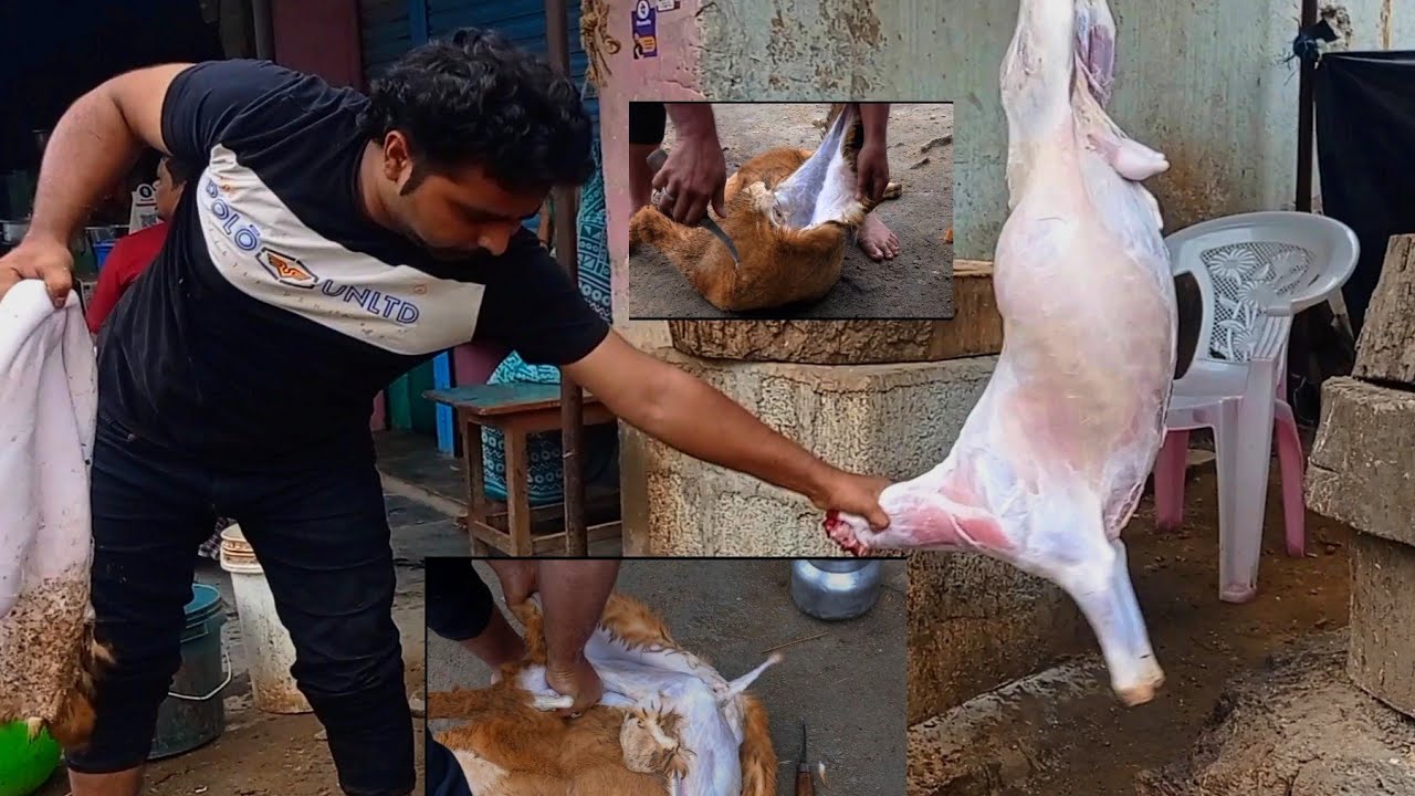 full lamb skin technical removed #How to remove lamb skin - YouTube
