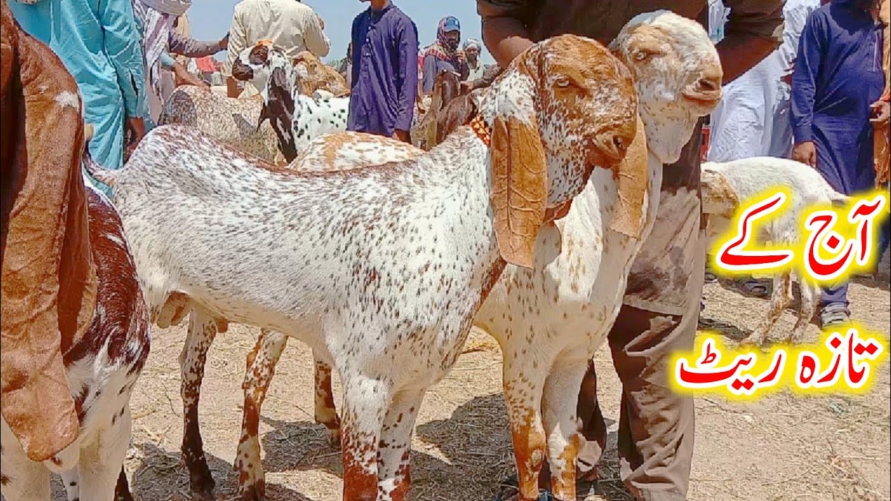 Original Makhi cheene bakre|Madrasa bakra mandi Pakistan update|Aj k fresh rate by Shahzad Shah ...