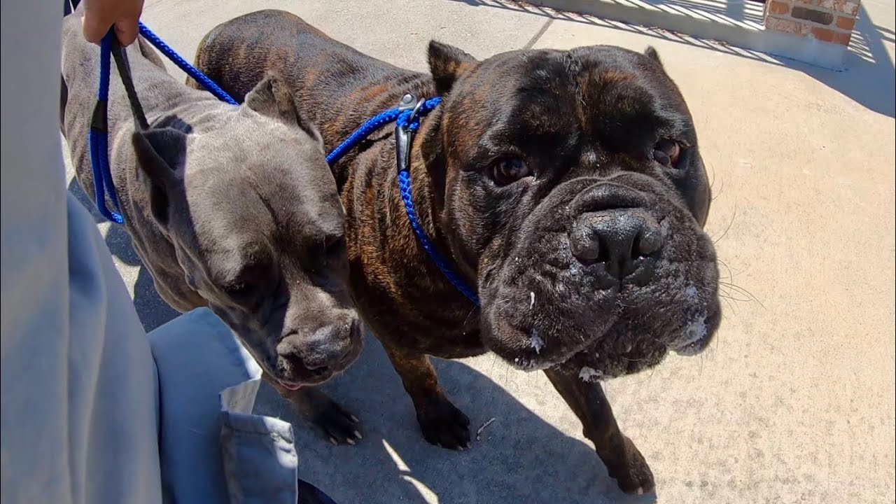 Big Boned Cane Corso Ice Cream Date | Mighty Esau & Engorged Eliud ...