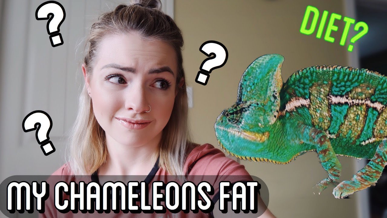 Chameleon Obesity and Diet - YouTube