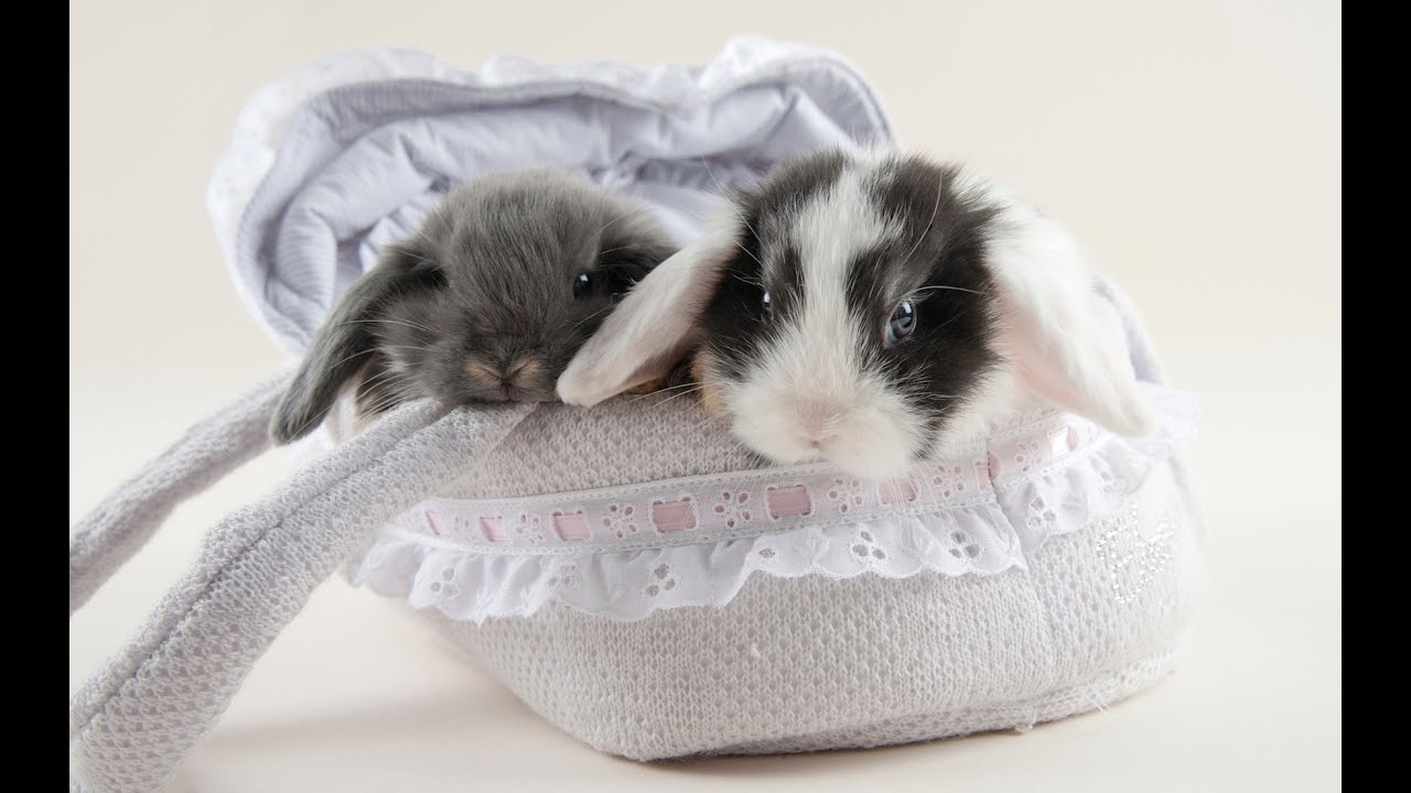 CONEJOS - Cómo domesticar a los conejos. Consejos útiles para perder el ...