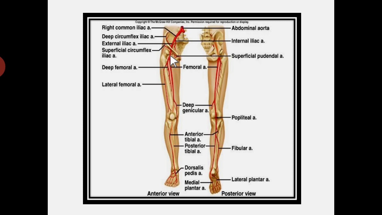 Big (Nerves -Arteries -veins ) of the lower limb - YouTube