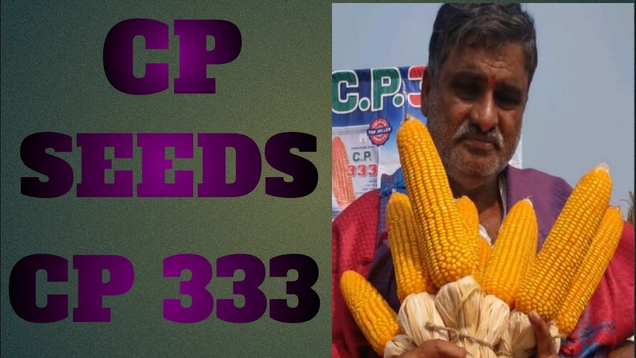CP SEEDS Variety CP 333 NTR District - YouTube