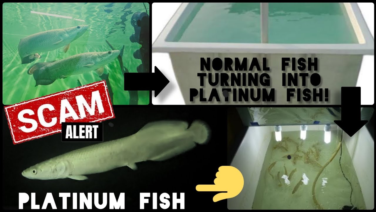 NEW Fish market scam | platinum Fish | white tank treatment update 4k ...