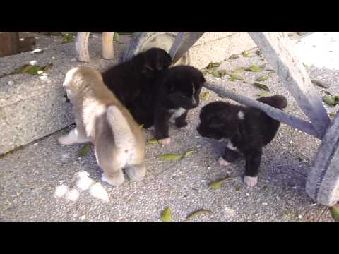 Filhotes Akita inu com 1 mês.MP4