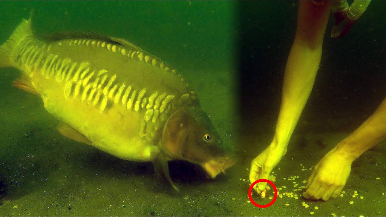 Catching carp underwater live video (High quality) - YouTube