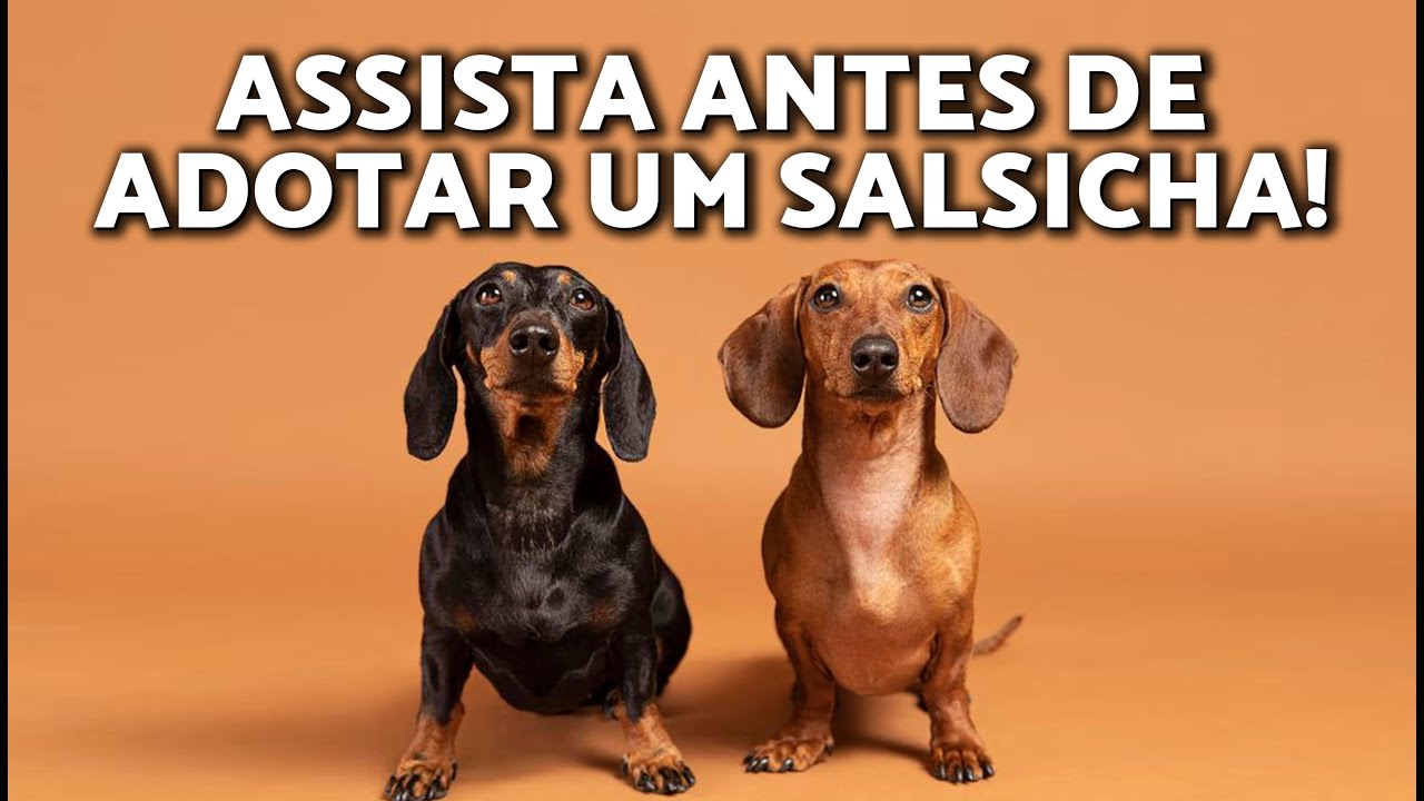 TUDO o que você PRECISA sobre os CACHORROS SALSICHA 🌭🐶🤎 FATOS ...