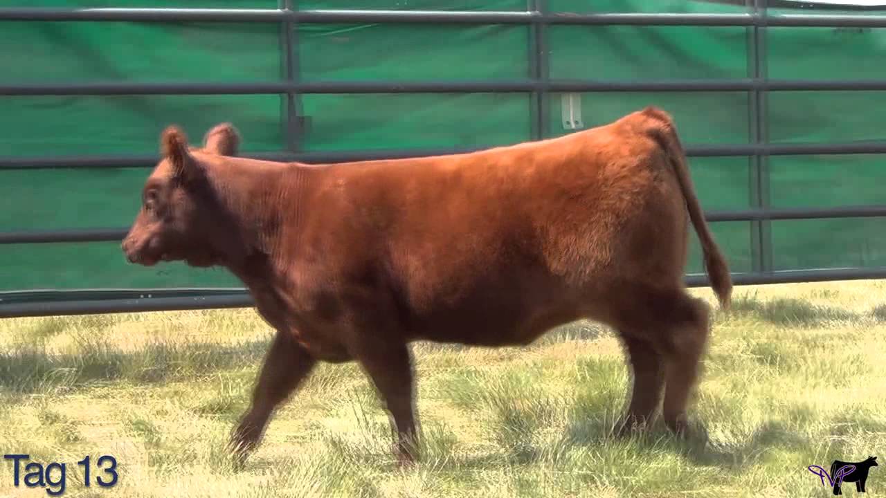 Rock Falls Ranch-Tag 13 - YouTube