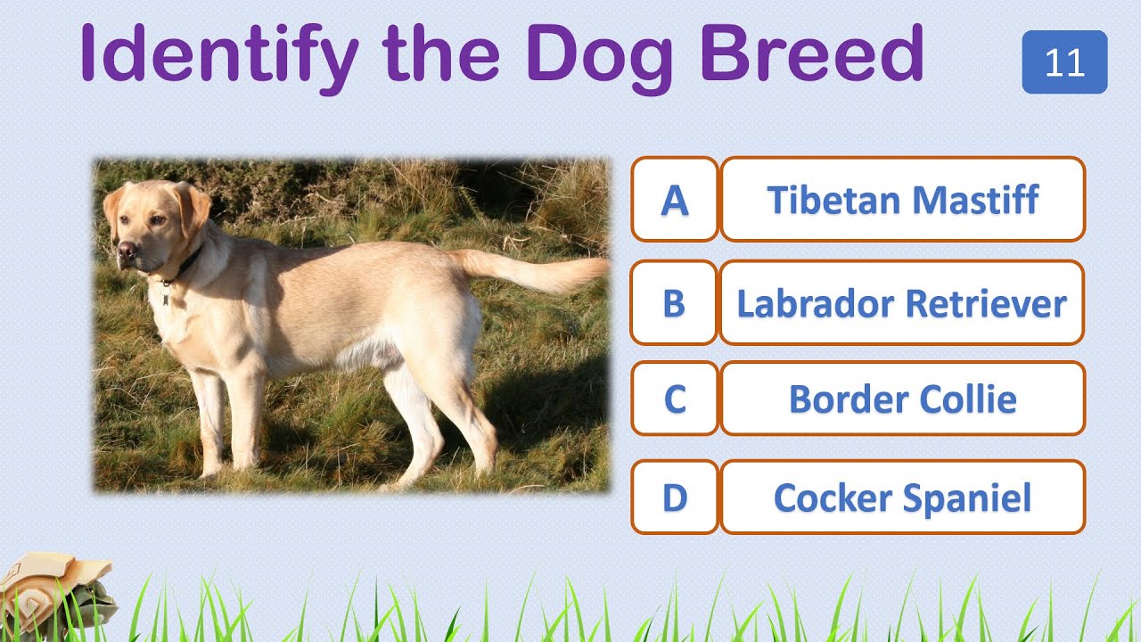 TYPES OF DOGS. DOG BREEDS. Identify the 'Dog breed' Challenge! Are you ...