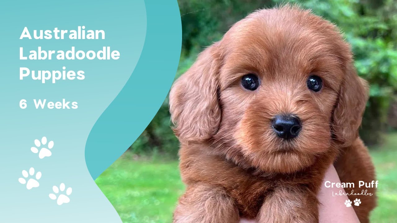 Mini Australian Labradoodle Puppies