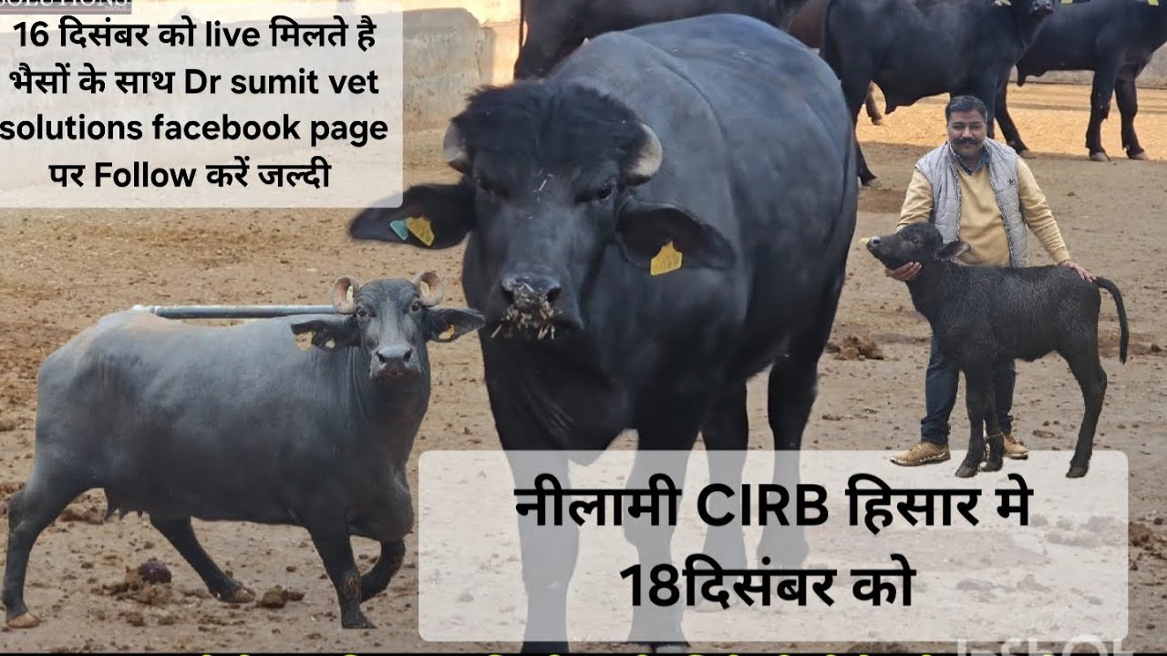Nilami नीलामी CIRB हिसार मे 18 दिसंबर को 41 भैंस वंश की है अधिक जानकारी ...