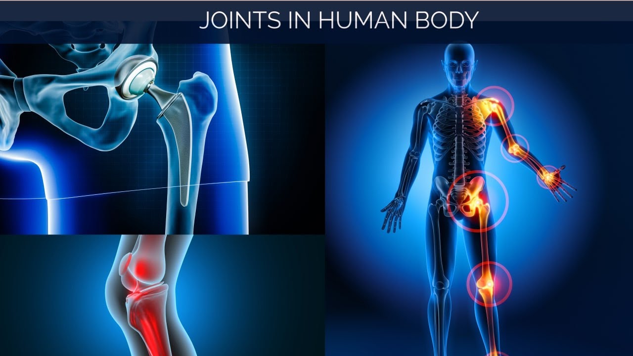 The 4 Types of Joints - Joints in Human Skeleton, Short Explanation ...