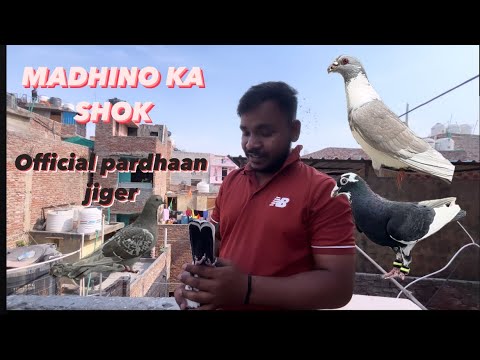 मादीनों ka shok करो ( female kabootar) {official Pardhaan jiger} Patel ...