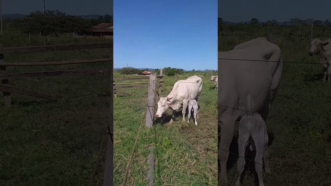 Tirando o leite da branquinha pela segunda vez e mostrando as outras ...