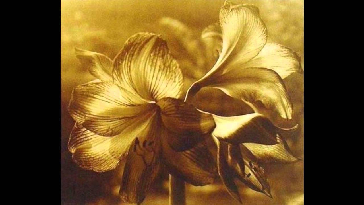 Rod - Fish and Poi - YouTube