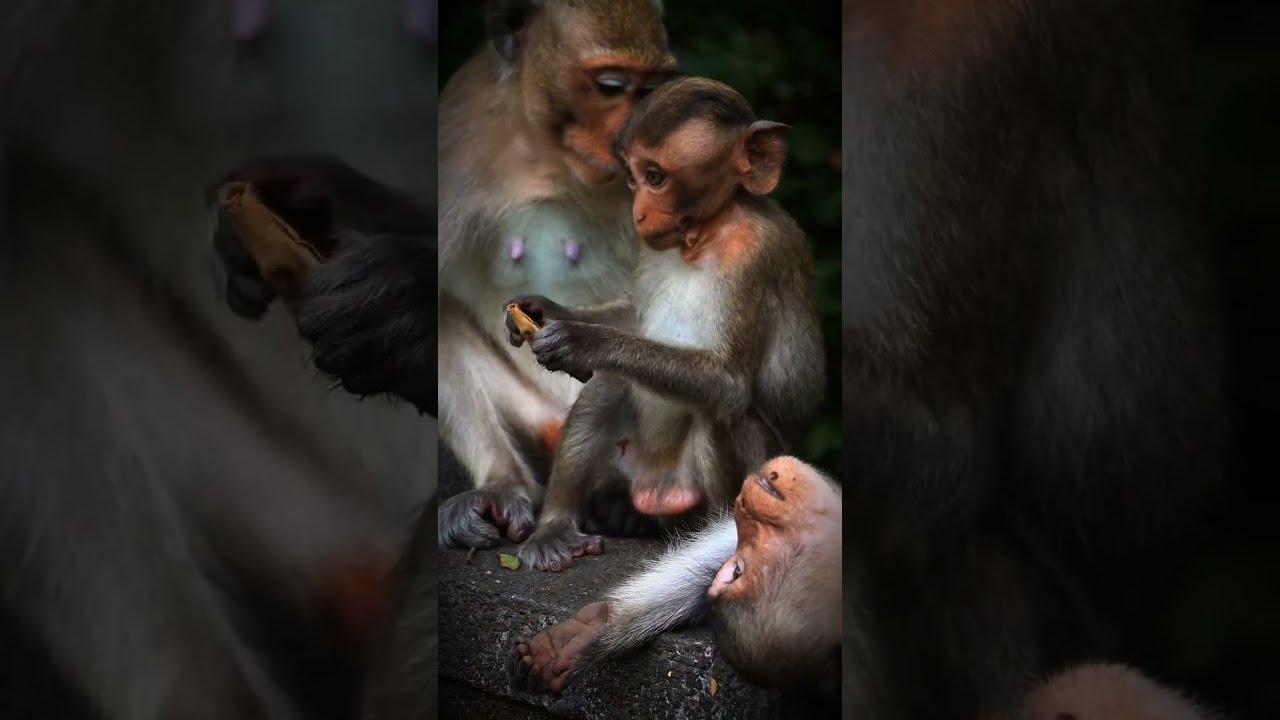 OMG...! Monkey stories: Monkeys eating all food on the ground (Episode ...