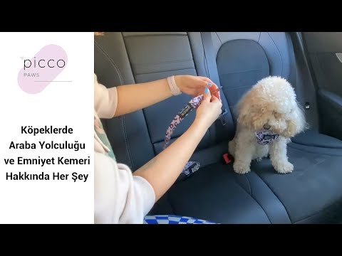 Köpeklerde Araba Yolculuğu ve Emniyet Kemerleri Hakkında Her Şey