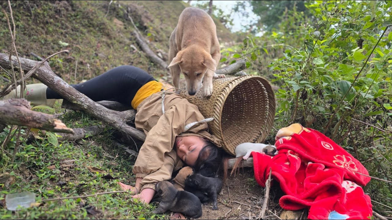 A Vietnamese girl went alone into the forest to find a lost smart dog ...