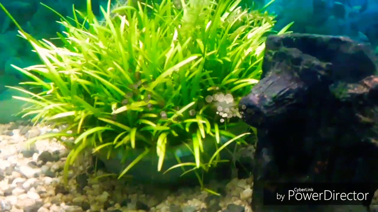 Updating huge growth of Dwarf sagg plant - YouTube