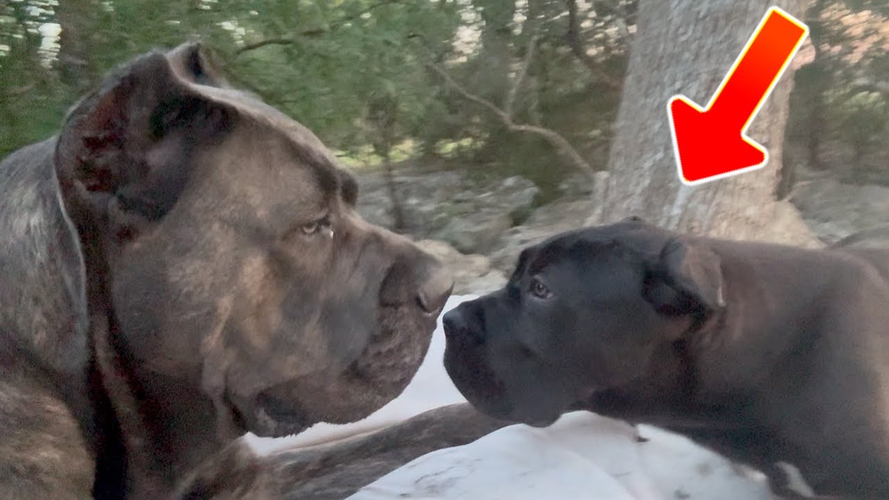 CANE CORSO gives WARNING GROWL to Disrespectful Puppy - YouTube