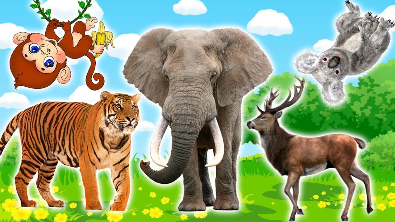 WILD AND FARM ANIMALS SOUNDS ELEPHANT,ТIGER, COW, PIG, CHICKEN, GOOSE ...