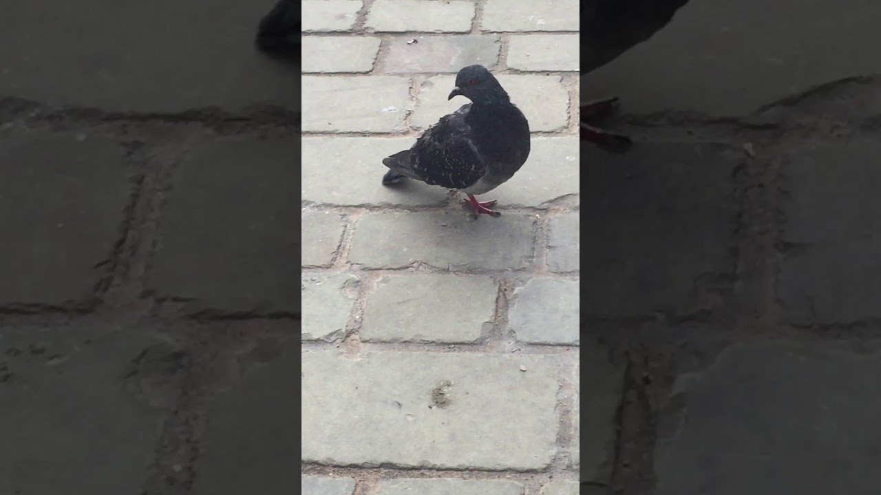 Help the disabled pigeons... - YouTube