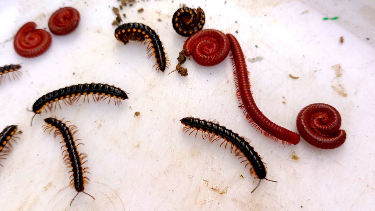 catch and observe the red millipede luwing, black luwing - YouTube