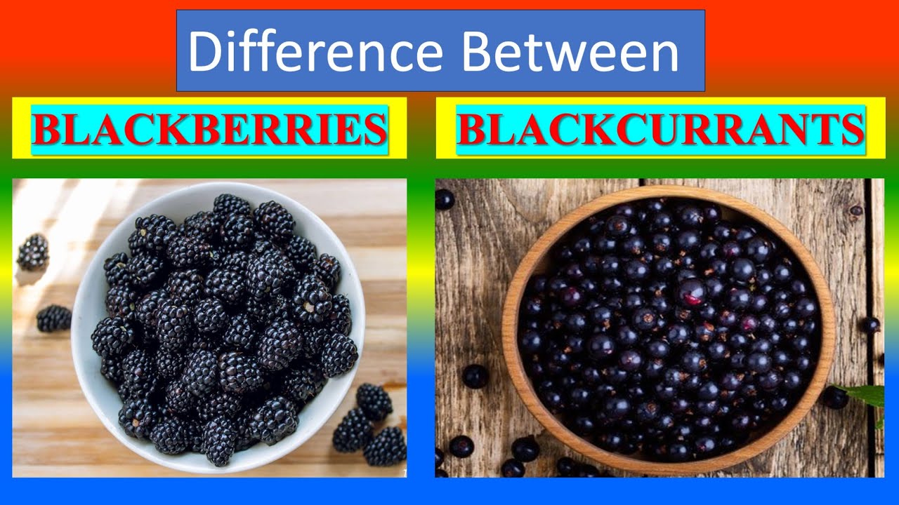 Differences Between Medical and Health Benefits of Blackberries and ...