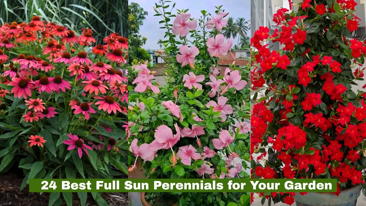 24 Best Full Sun Perennials for Your Garden - YouTube