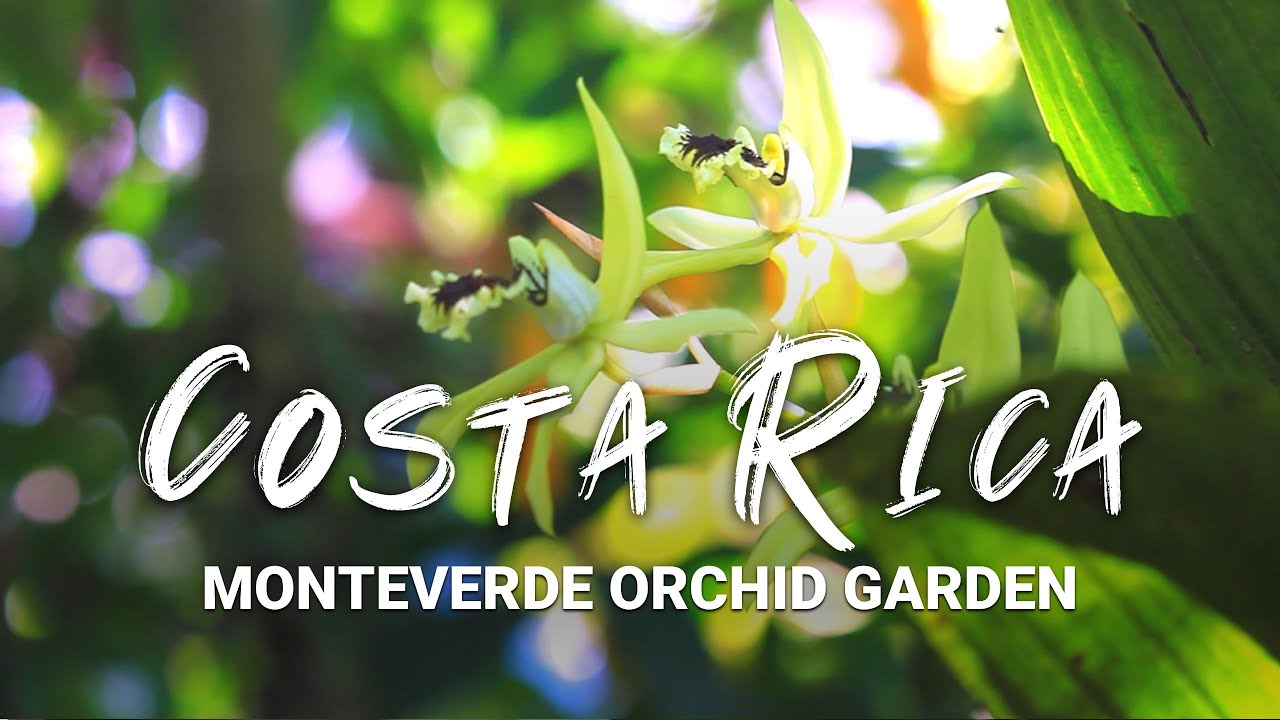 Exploring an Orchid Garden in Monteverde, Costa Rica | Travel Vlog ...