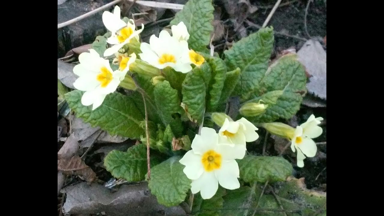 primula vulgaris pierwiosnek bezłodygowy - YouTube