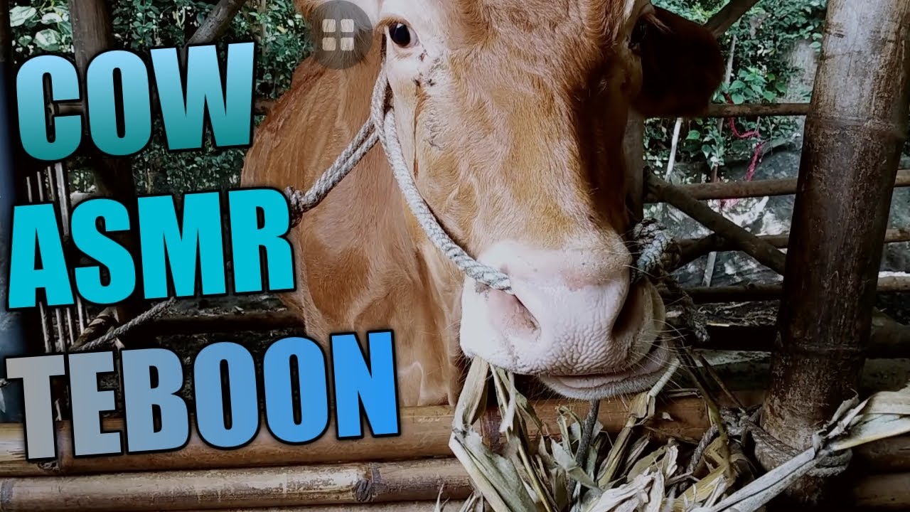 COW EATING TEBOON (ASMR) - YouTube