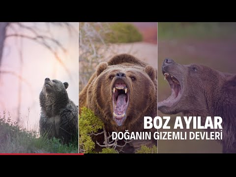 Boz Ayıların Yaşamı - Ayı Belgeseli
