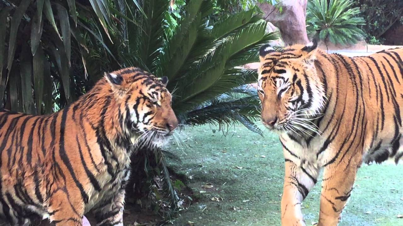 Tiger power don't play with them! - YouTube
