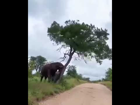 Dünyanın en güçlü Fili ...DesteK için lütfen abone olunuz.