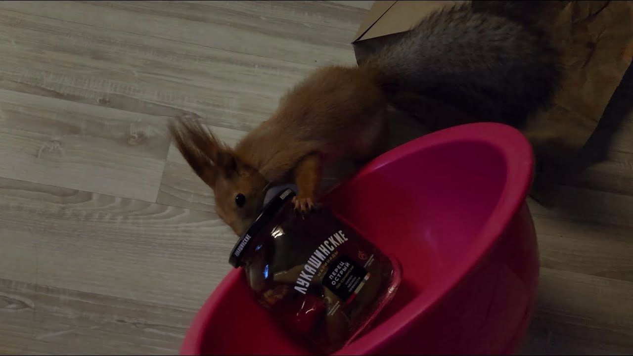 Бельчонок захотел маринованного, острого перчика... 😮🤤 Squirrel wants ...
