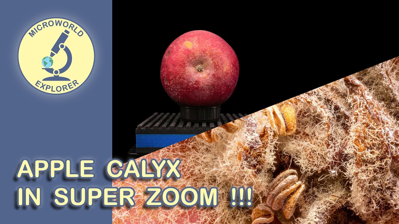 Apple Calyx under the Microscope. Unseen World in SUPER ZOOM! - YouTube
