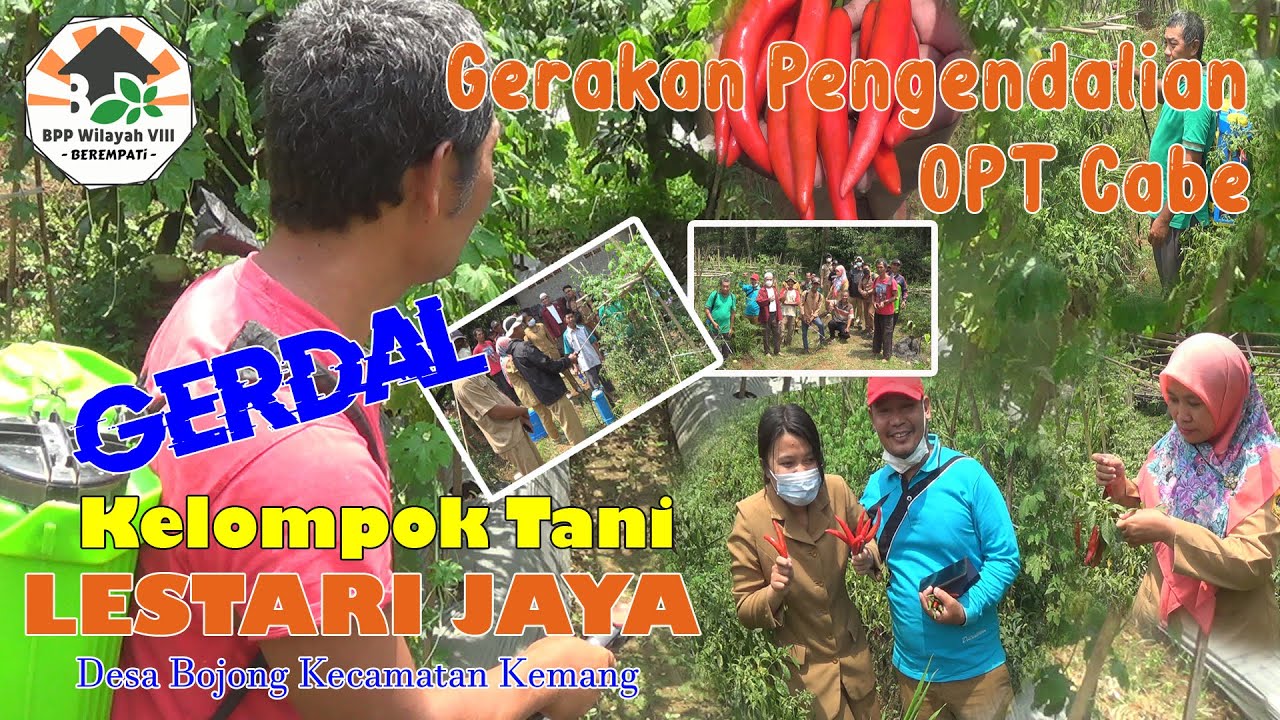 Gerdal OPT Tanaman Cabe Desa Bojong Kec. Kemang Bogor - YouTube