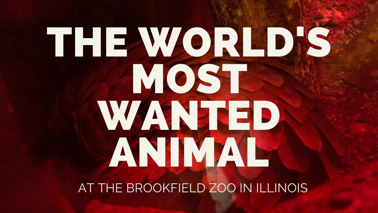 The World's Most Wanted Animal! Pangolin at the Brookfield Zoo ...