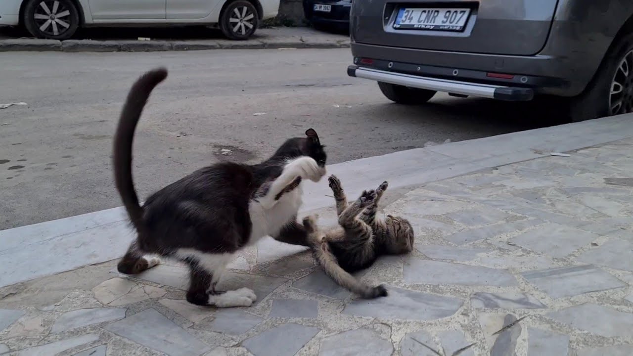 The Kitten was Attacked and brutally beaten by the cat she thought was ...