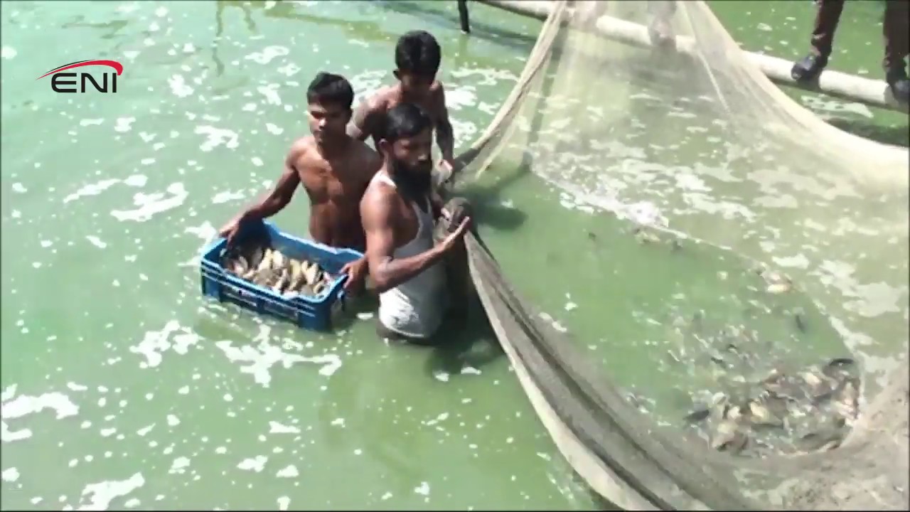 থাই কৈ মাছের চাষ || Thai kai fish cultivation - YouTube