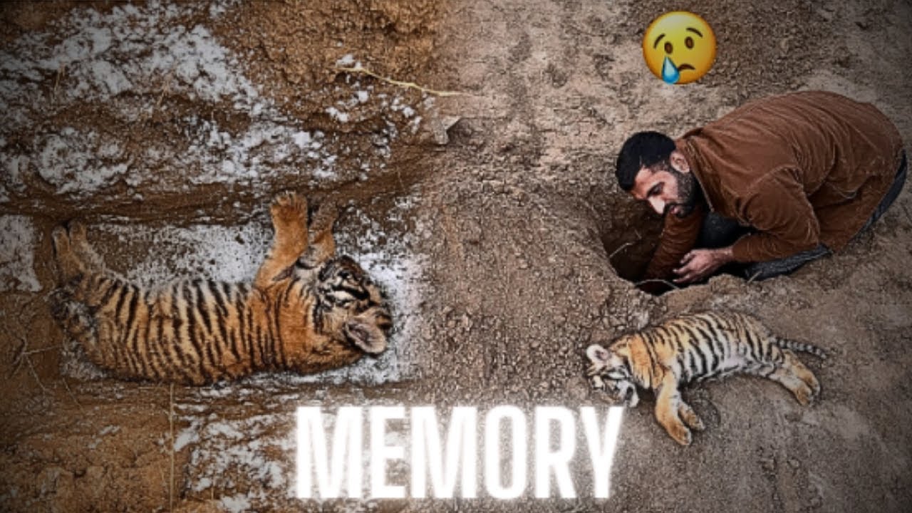 Tiger Memory 💔 🥀 | shehr main dihat | - YouTube