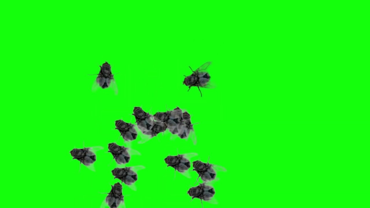 ROYALTY FREE NON COPYRIGHT BEST GREEN SCREEN VIDEO MULTIPLE FLYING BEES ...