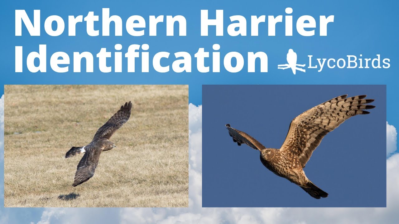 How to Identify a Northern Harrier - Raptor Identification - YouTube
