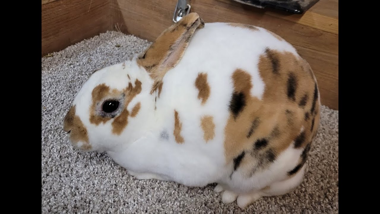 Calhoun Corner Rabbitry Introduction and Tour - YouTube