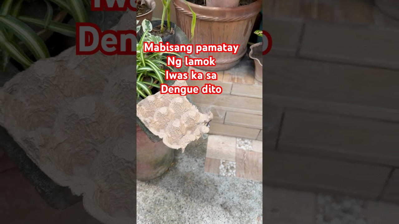 Mabisang pamatay ng lamok para iwas dengue #dengue #dengueprevention ...