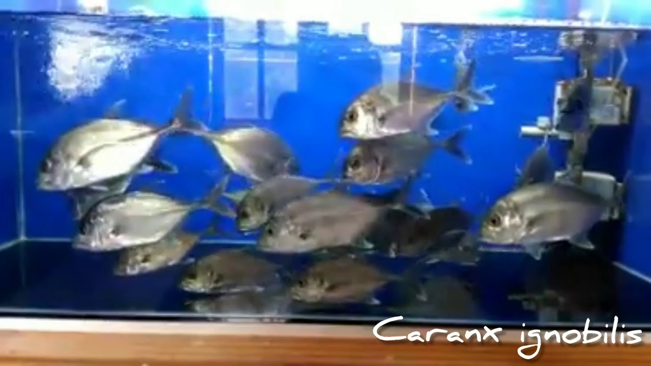 GIANT TREVALLY / KUWE GERONG (CARANX IGNOBILIS) FRESH WATER TANK ...